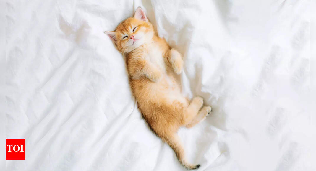 The science of sleep: What we know & what we don’t - Times of India