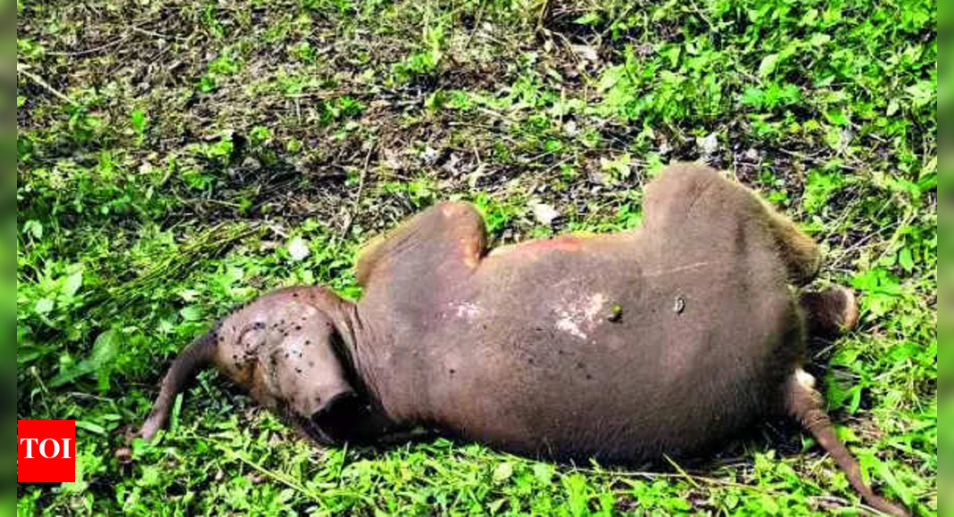Elephant Calf: Female elephant calf found dead, postmortem suggests ...