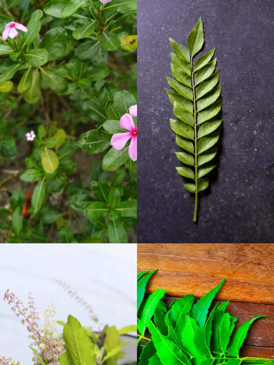 7 leaves to eat on an empty stomach to boost immunity and gut health ...