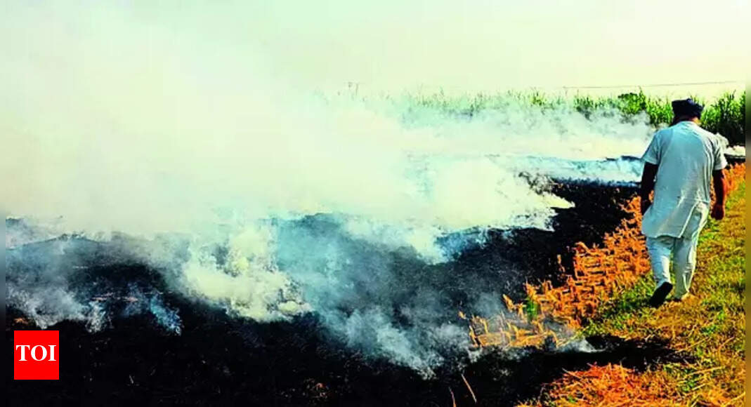 Wheat Sowing: In Punjab, 10k Farm Fires In A Week, More Expected ...