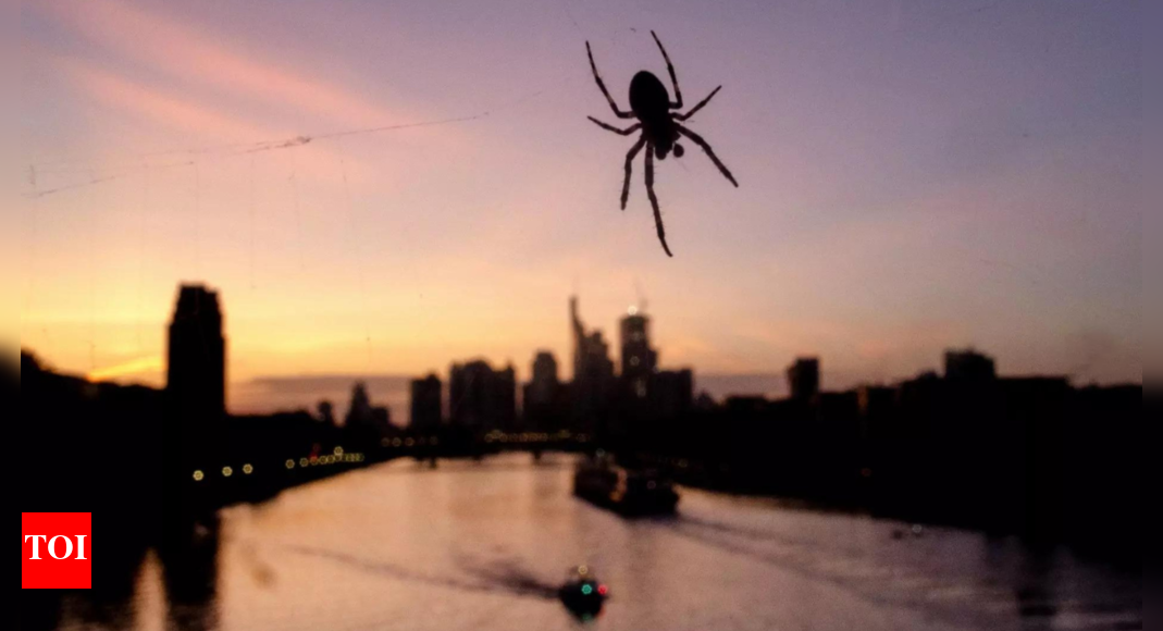 Spiders: Huge & invasive spiders spreading around eastern US: Study ...