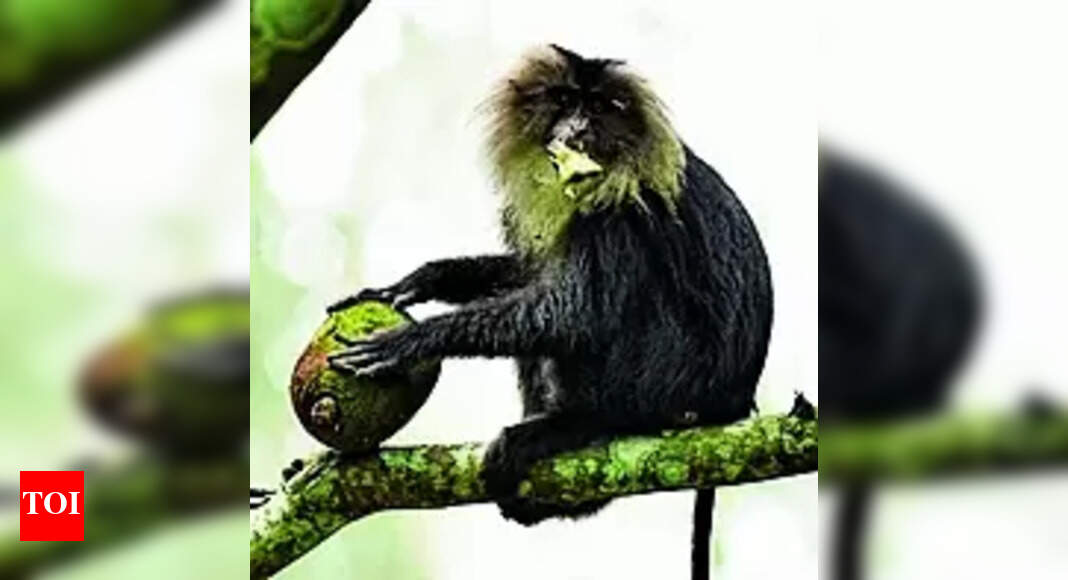 Lion-Tailed Macaques: Forest Dept To Study Lion-tailed Macaques Roaming ...