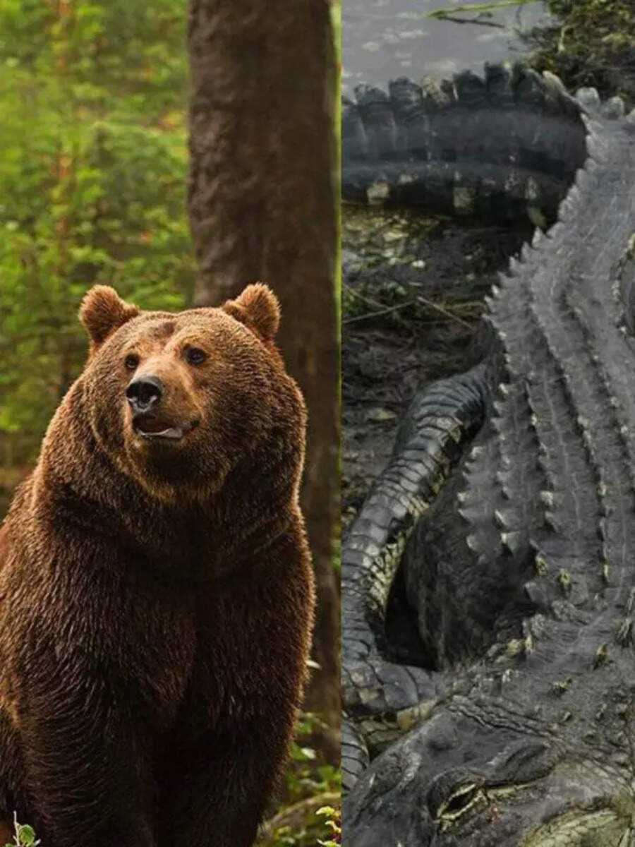 5 Animals That Can Survive Without Food For Months | Times Now