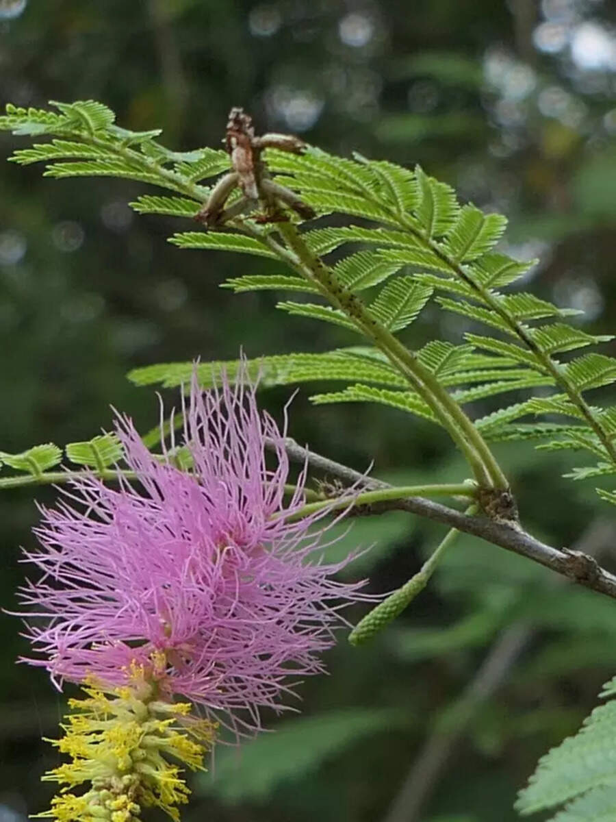 Shami Plant Benefits:10 benefits of having Shami plant at home | Times ...