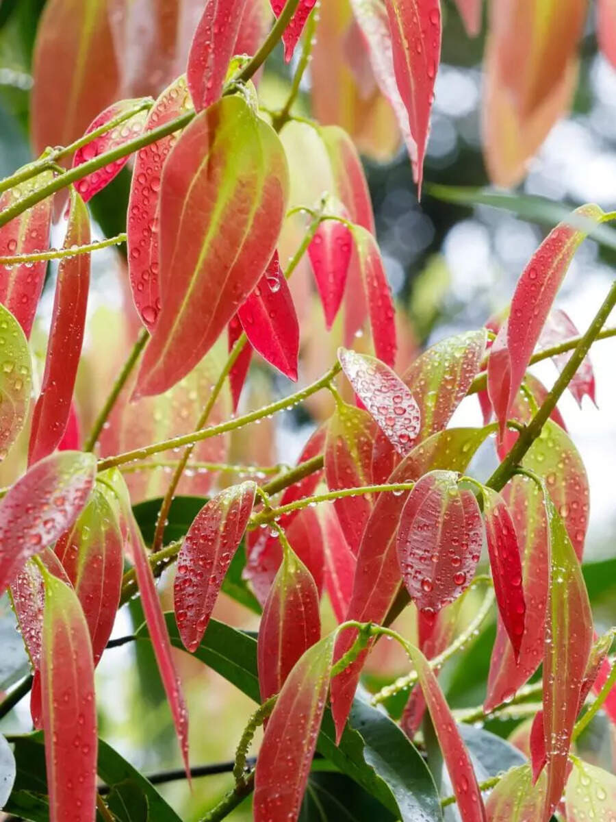 8 Leaves That Can Help Lower Blood Sugar Levels Times Now