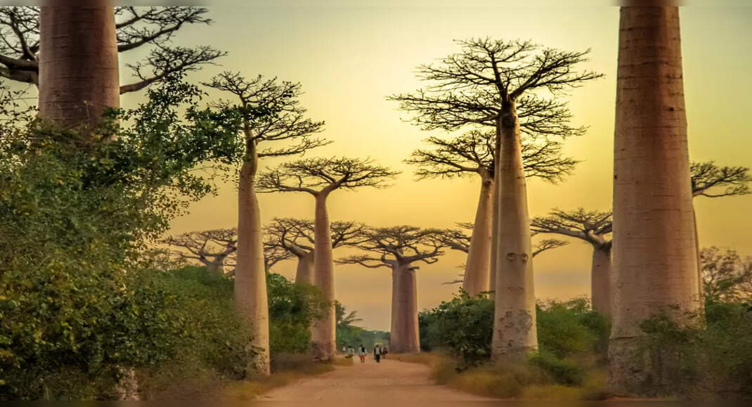 Weirdest trees in the world and where to find them | Times of India Travel