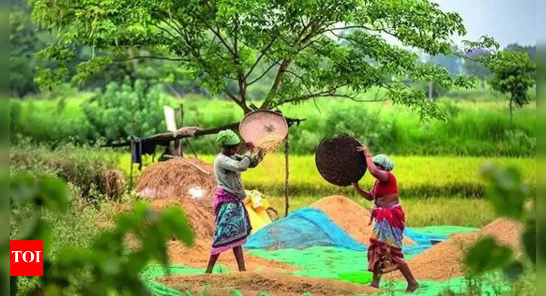 Government: Free Food Grain Scheme: Grain subsidy to cost government ...