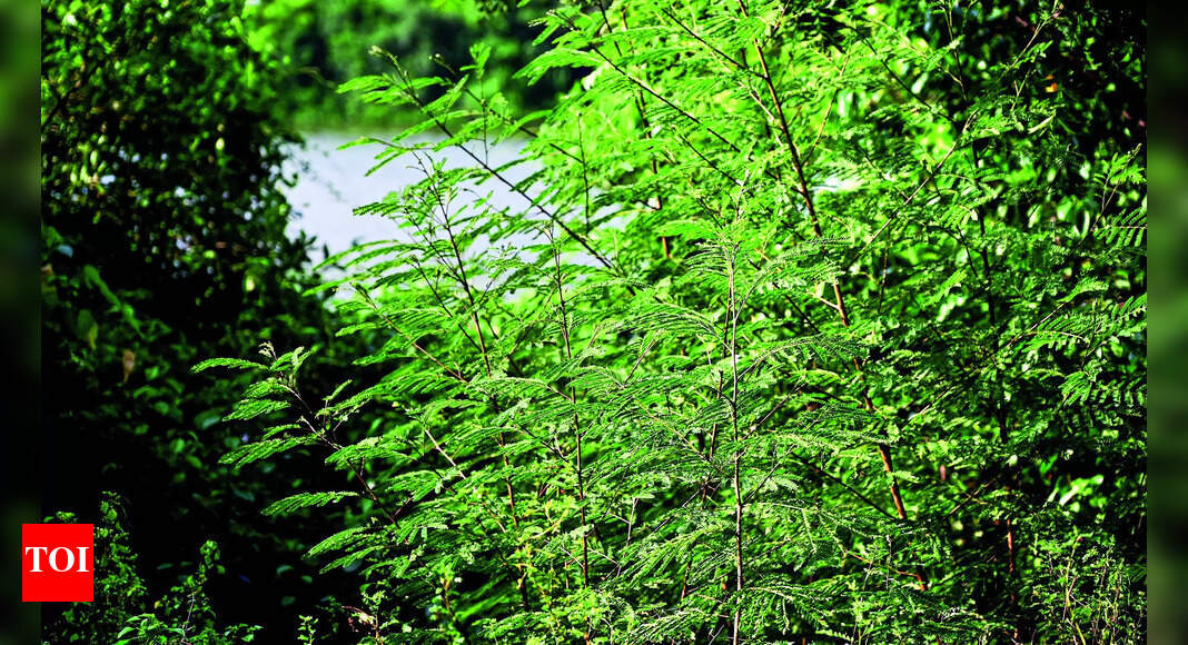 Chennai, Spread, Seed Bank: This Invasive Tree Is Bad News For Adyar ...