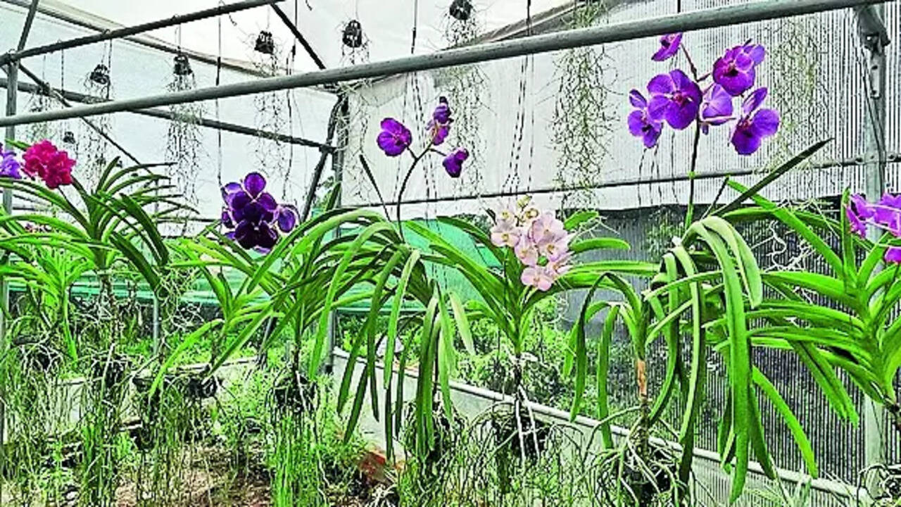 Orchid Flower Farming In India | Best Flower Site