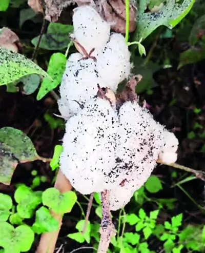 Pollution: Pollution Threat Looms Over 100 Acres Of Cotton Spread ...