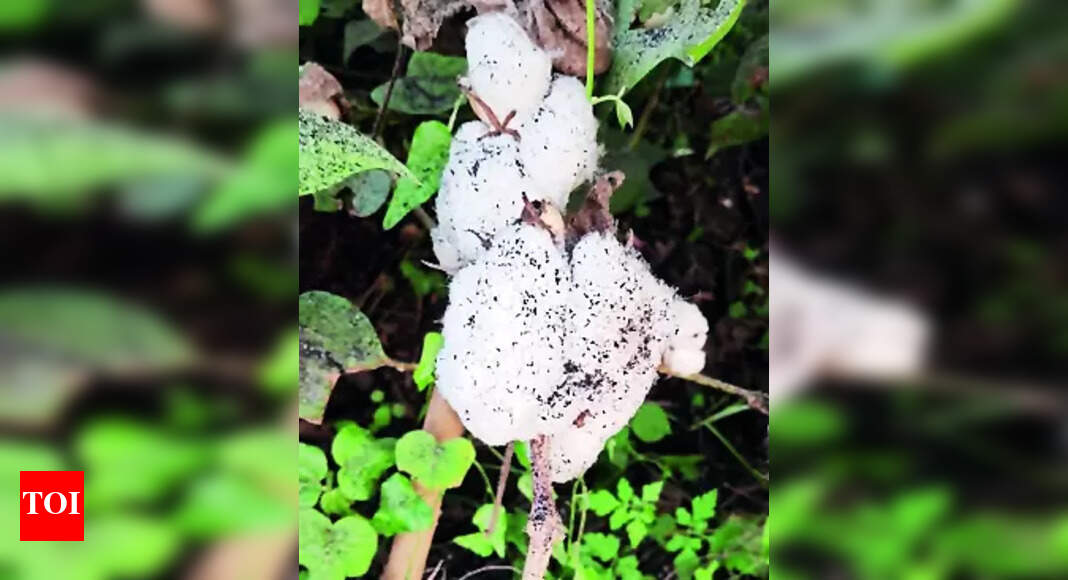 Pollution: Pollution Threat Looms Over 100 Acres Of Cotton Spread ...