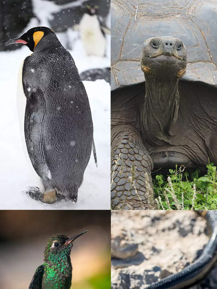 10 animals who can survive for months without food | Times of India