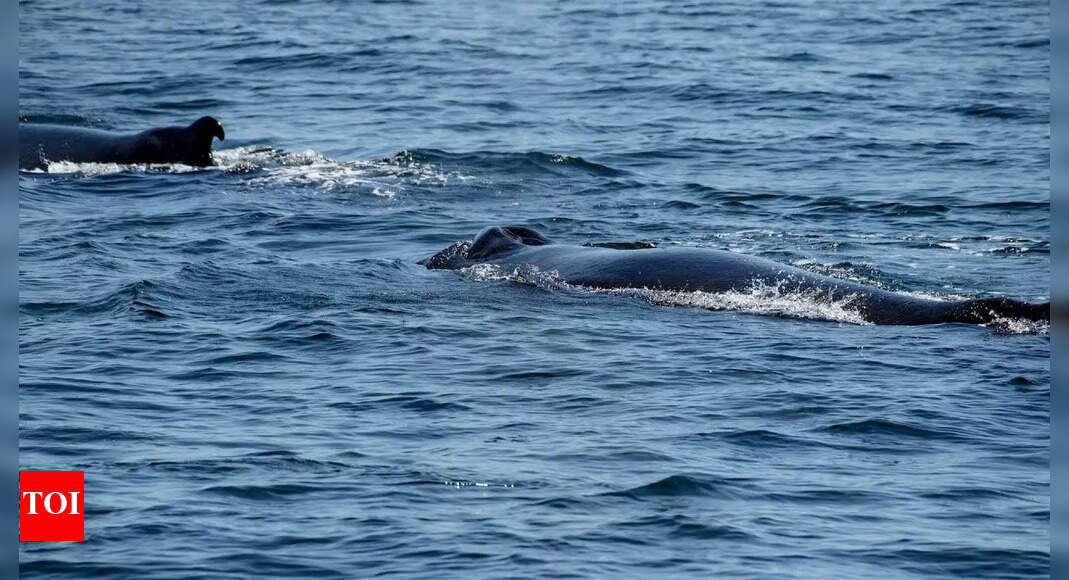 Orcas: Orcas strike again: Polish yacht sinks off Morocco's coast in ...