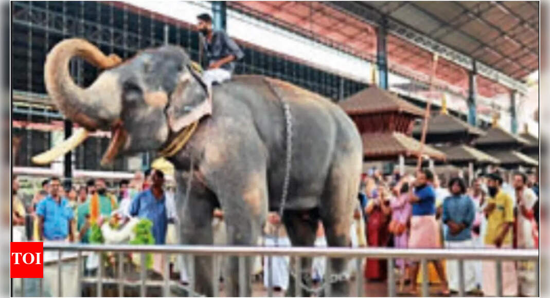 Elephant Guruvayur Chandrasekharan returns to violent ways, kills ...