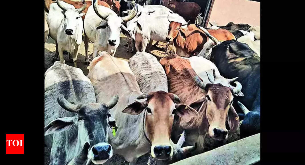 UP to get Gujarat's Gir cows via Brazil | Lucknow News - Times of India