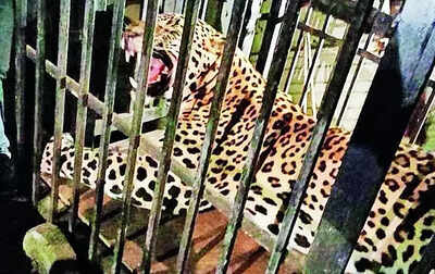 Man-Eater Leopard: Man-eater Leopard Kept In Isolation | Bhubaneswar ...