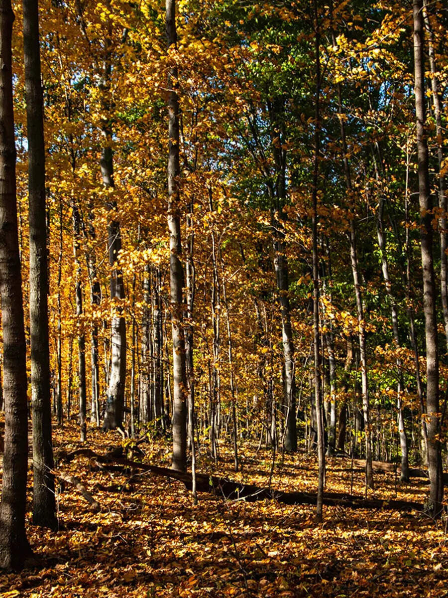 Where to witness fall colours in USA | Times of India