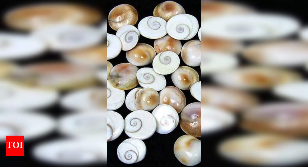 Gomti Chakra: What is Gomti Chakra and Its Benefits? - The Times of India