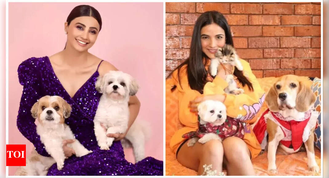 These celebrities bat for a pet-friendly Diwali - Times of India