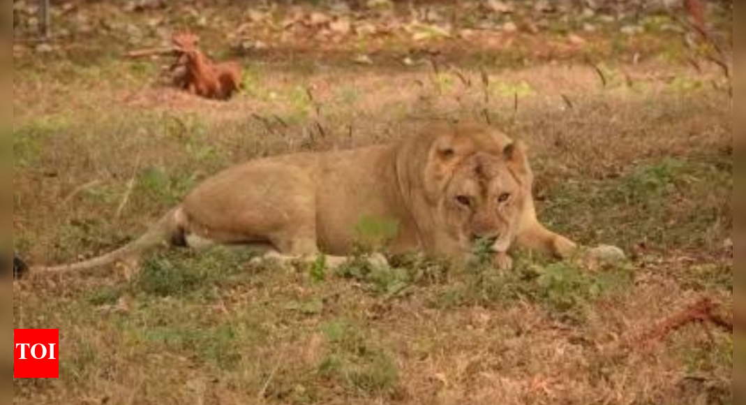 Ailing lioness dies at Safari Park in Etawah | Kanpur News - Times of India