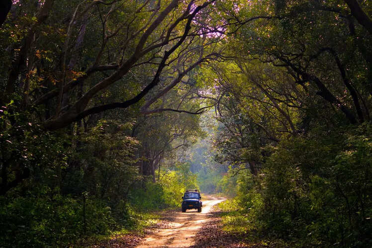 Exploring the diverse safari zones of Jim Corbett National Park | Times ...