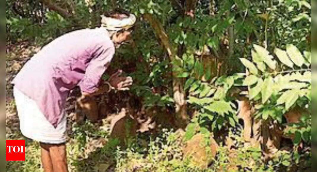 MP village postpones Diwali to vote with 'calm head' | Bhopal News ...