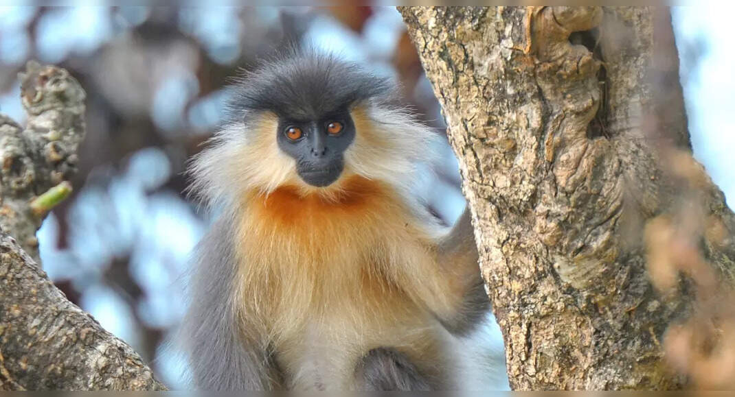 Assam: How's the jeep safari in Manas National Park?, Assam - TimesTravel