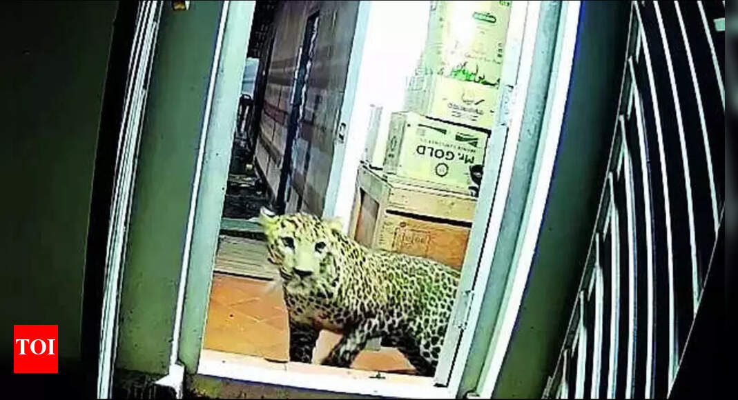 6 injured as leopard enters house in Coonoor | Chennai News - Times of ...