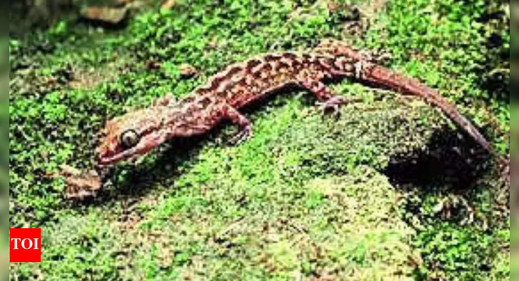 New gecko species discovered in Mizoram | Guwahati News - Times of India