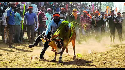 Haveri: Haveri District Getting Ready For Bull-taming Season | Hubballi ...