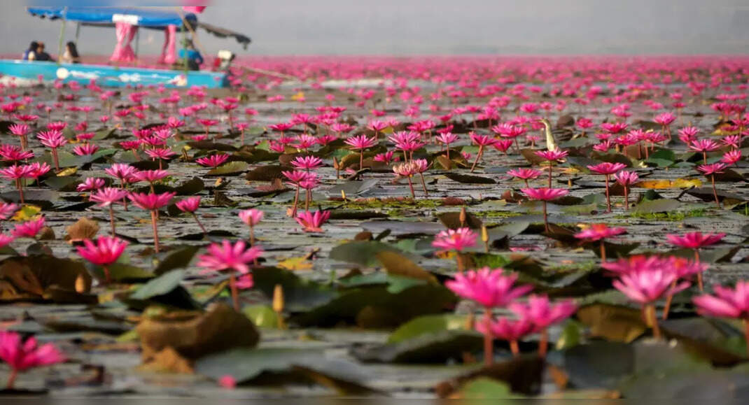 Malarikkal, the Kerala village that comes alive with lilies | TimesTravel