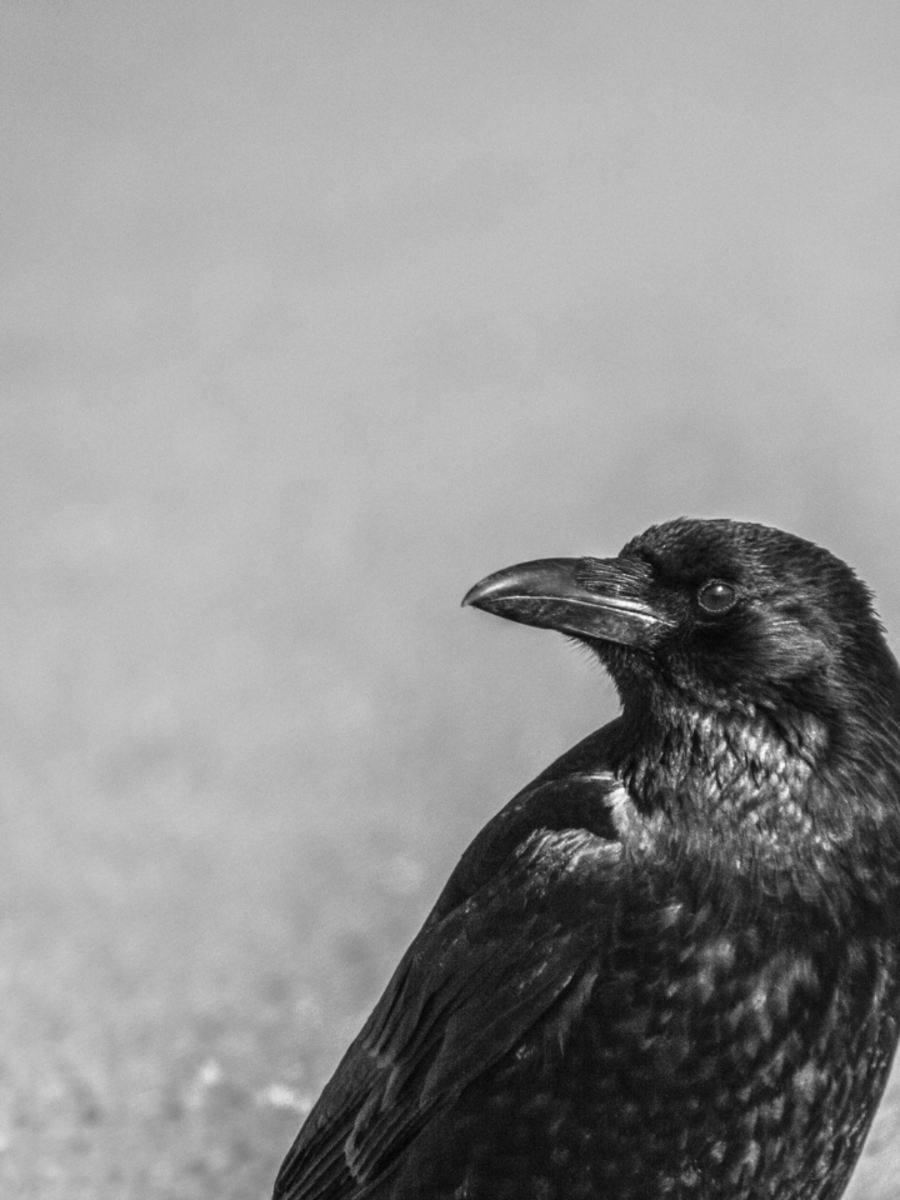 8 Cutest Animals Associated With Death | Times Now