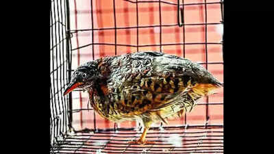 Bird rescued, lens on firecrackers | Kolkata News - Times of India