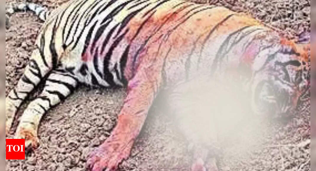 Tadoba’s Tiger Bajrang, Who Sired50 Cubs, Killed In Territorial Fight ...