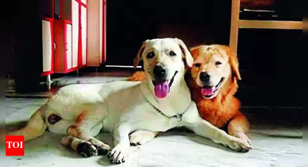 Punjab & Haryana HC sets Rs 10,000 compensation for dog bite victims ...