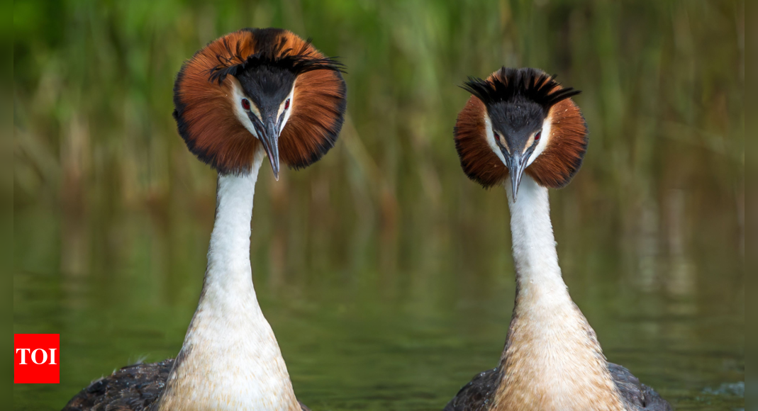 Oliver: Thanks to John Oliver, puteketeke and not kiwi, wins New ...