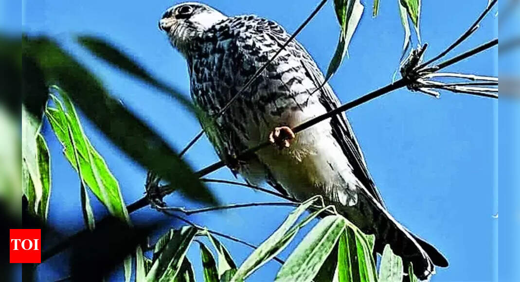 Tourist: Amur Falcon Success Story Sparks Tourist Influx | Guwahati ...