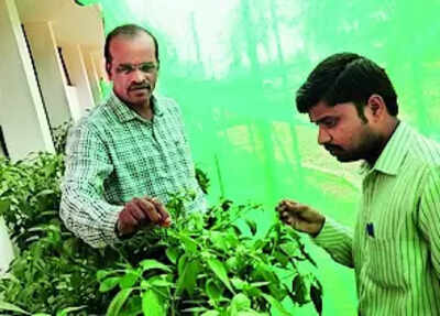 Byadgi Chilli Variety: S’mogga Scholar Earns Patent For New Byadgi ...