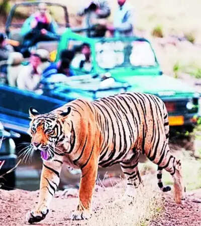 Weak Tigress: Monitoring Weak Tigress and Cubs at Ranthambore National ...