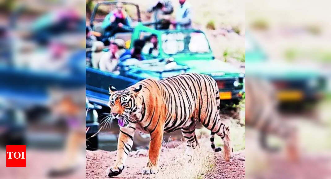 Weak Tigress: Monitoring Weak Tigress and Cubs at Ranthambore National ...