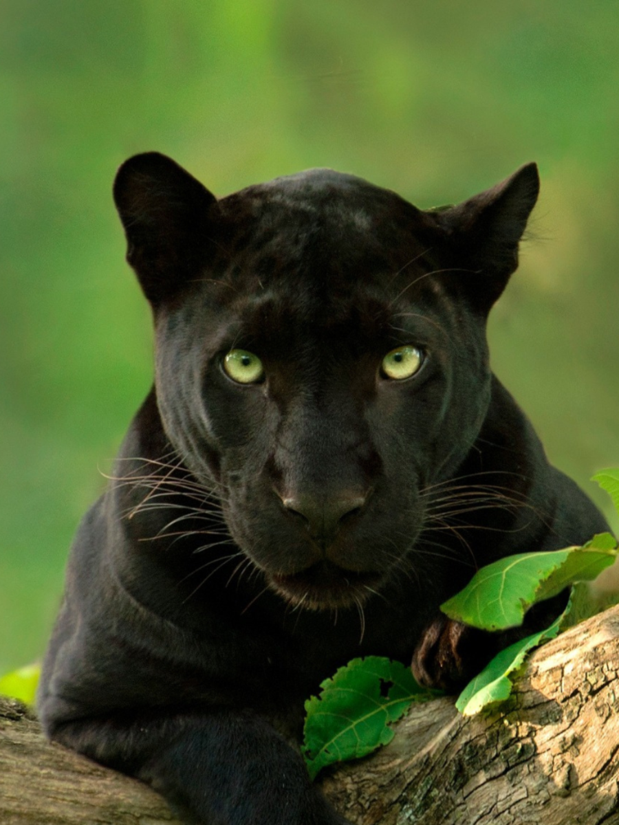 5 Majestic Big Cats of India and Where to Find Them | Times Now