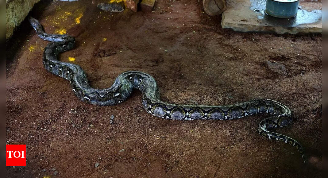 Python Rescued From Iit Madras Campus Chennai News Times Of India