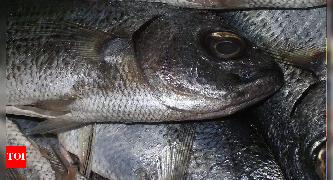 Dead Fish: Dead Fish Spotted In Raigad’s Kundalika River, Release Of ...