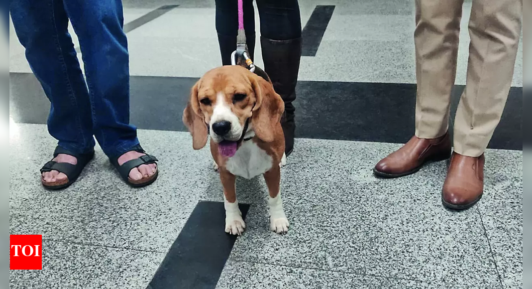 Roxy: Roxy Returns: Snatched Beagle For Whom British Owner Had ...
