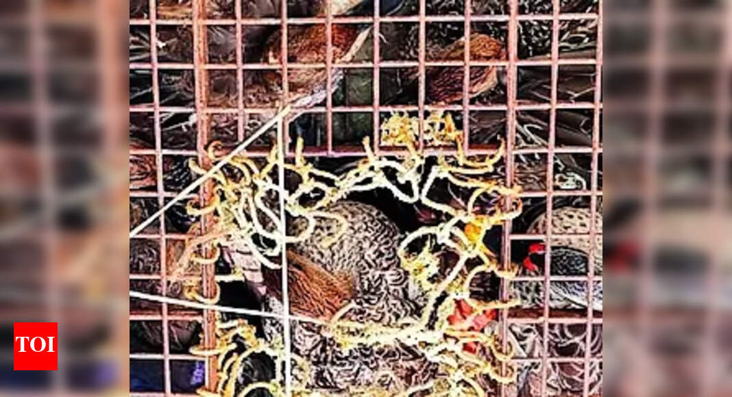 Poaching: Four held for poaching in Ramanathapuram | 38 migratory birds ...