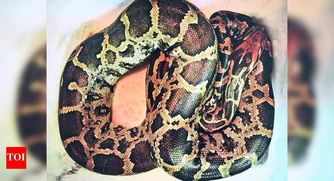 Indian Rock Python: Indian Rock Python Tied To Tree In Chincholi ...