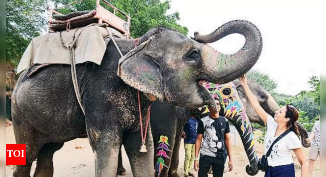 Where 'white elephants' are an uneasy metaphor | Jaipur News - Times of ...