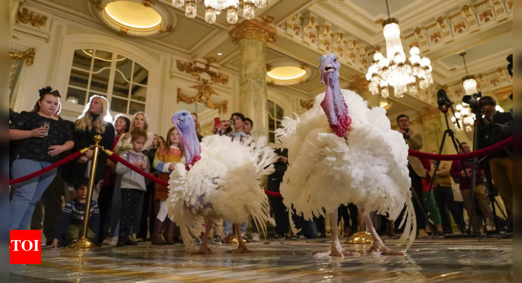 Pardoning the turkey: All you need to know about the unique ...
