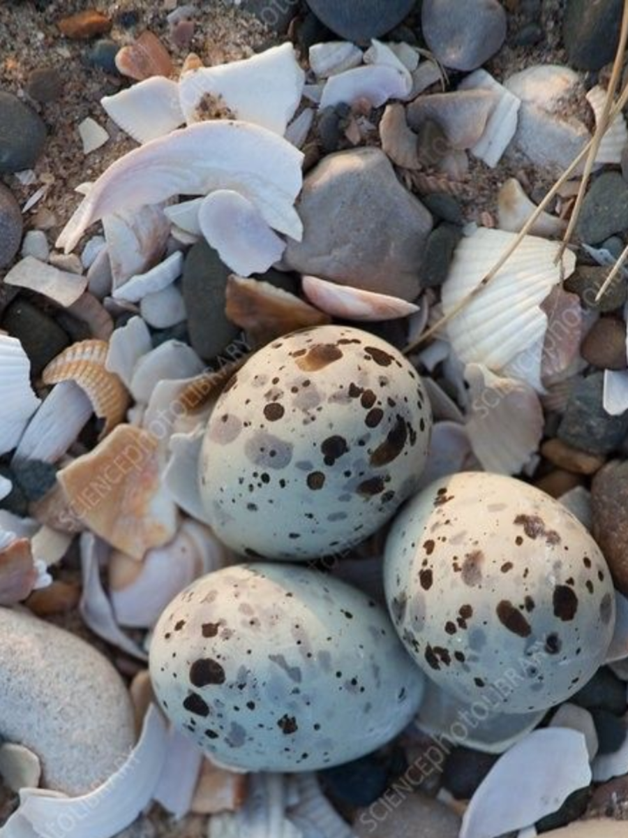 7 Birds That Lay Largest Eggs | Times Now