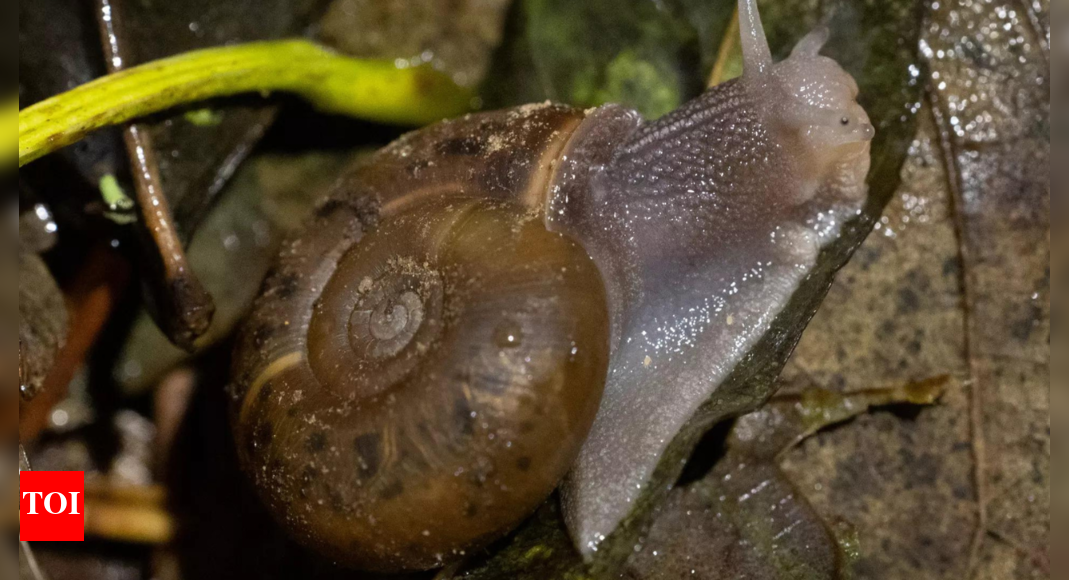 Endangered Ramshorn Snails: Endangered Ramshorn snails back in the wild ...